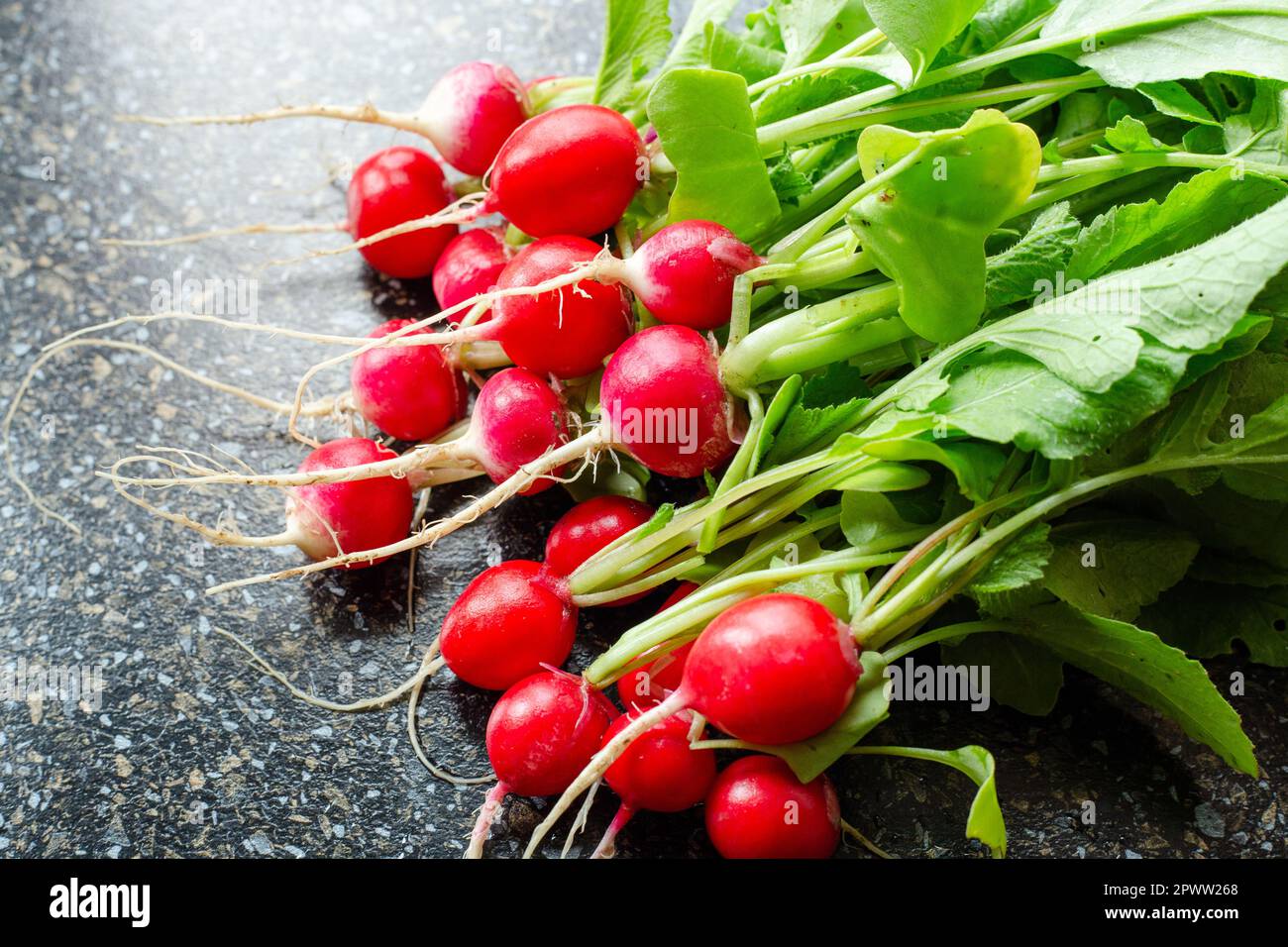 the first fresh red radish vegetables from the vegetable garden are on ...