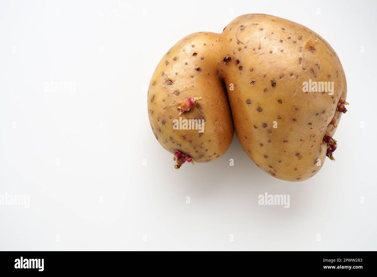 Ugly potatoes on white background. Unnormal vegetable, zero waste ...