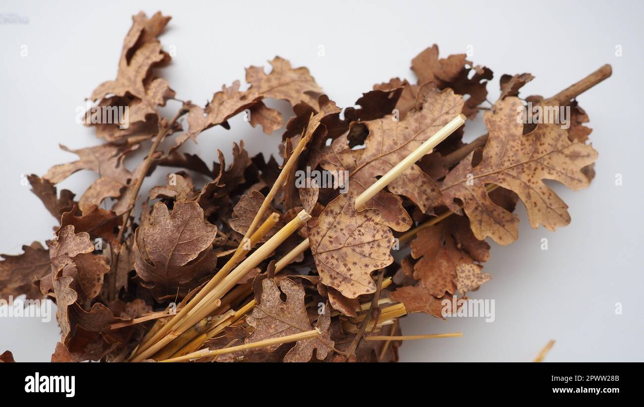 The badnjak veseljak is a tree branch or entire tree that is central to ...