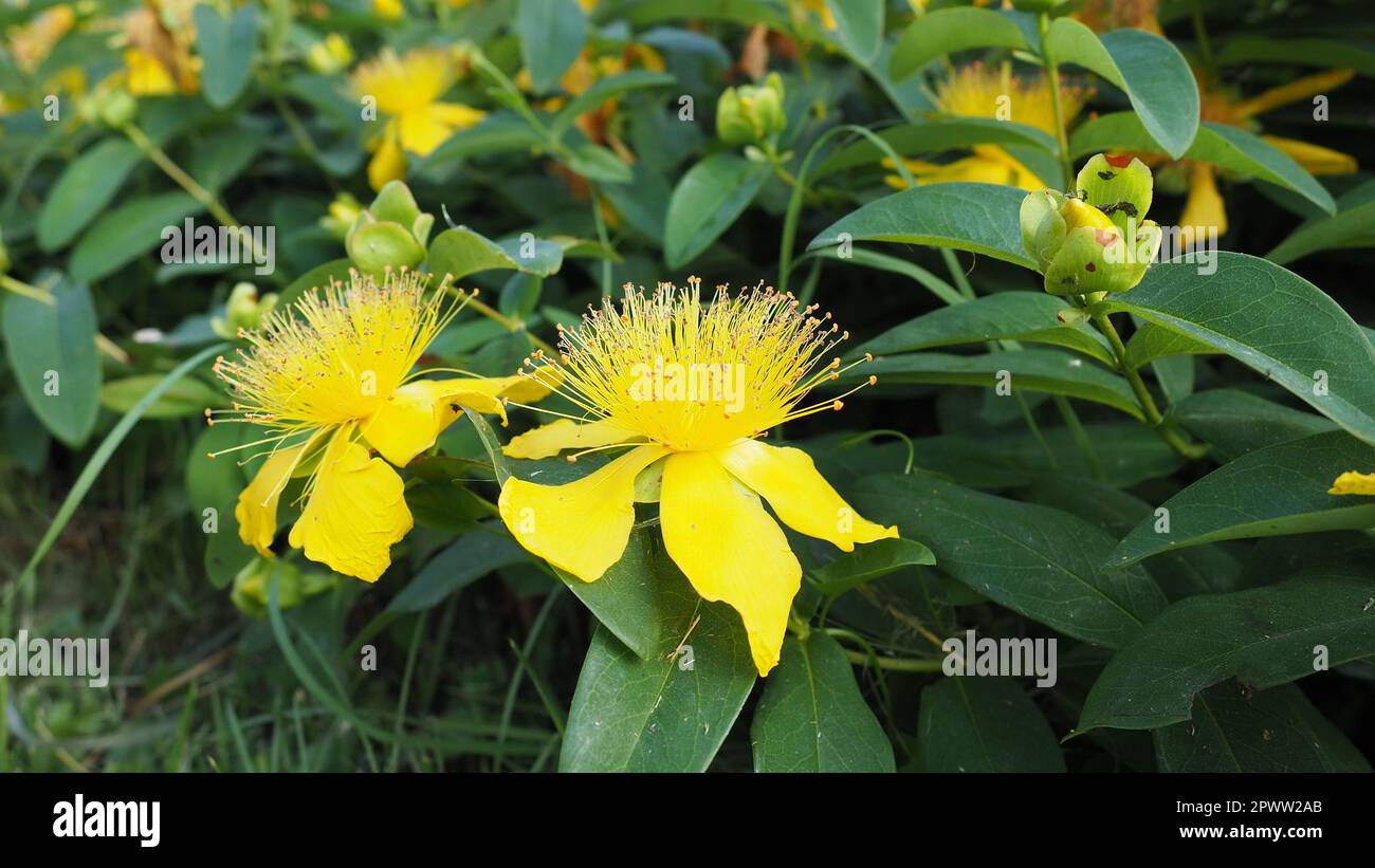 Hypericum calycinum is a species of prostrate or low-growing shrub in ...
