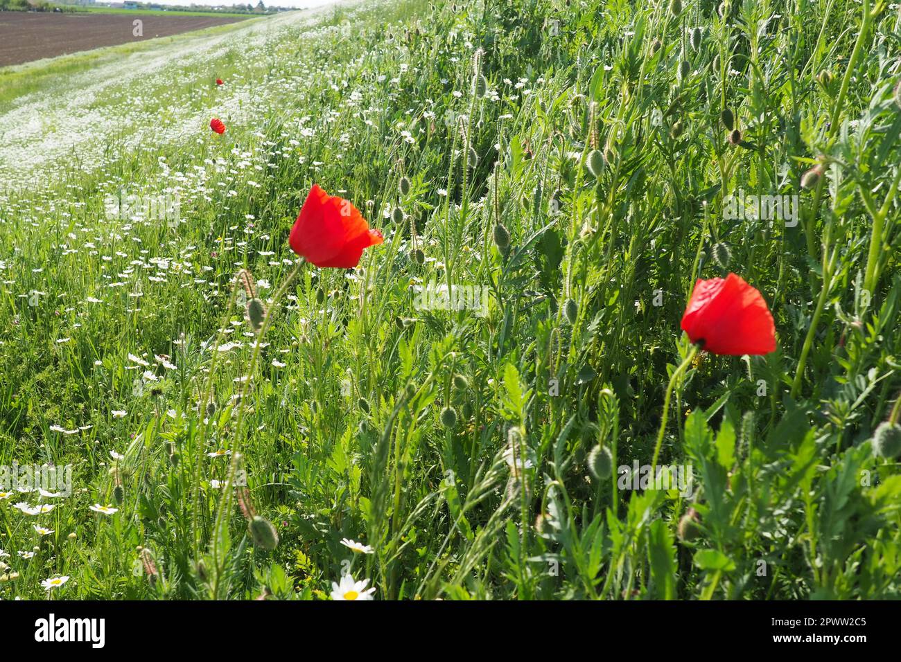 Daisies and poppies grow in the field. Wild flowers as a medicinal ...
