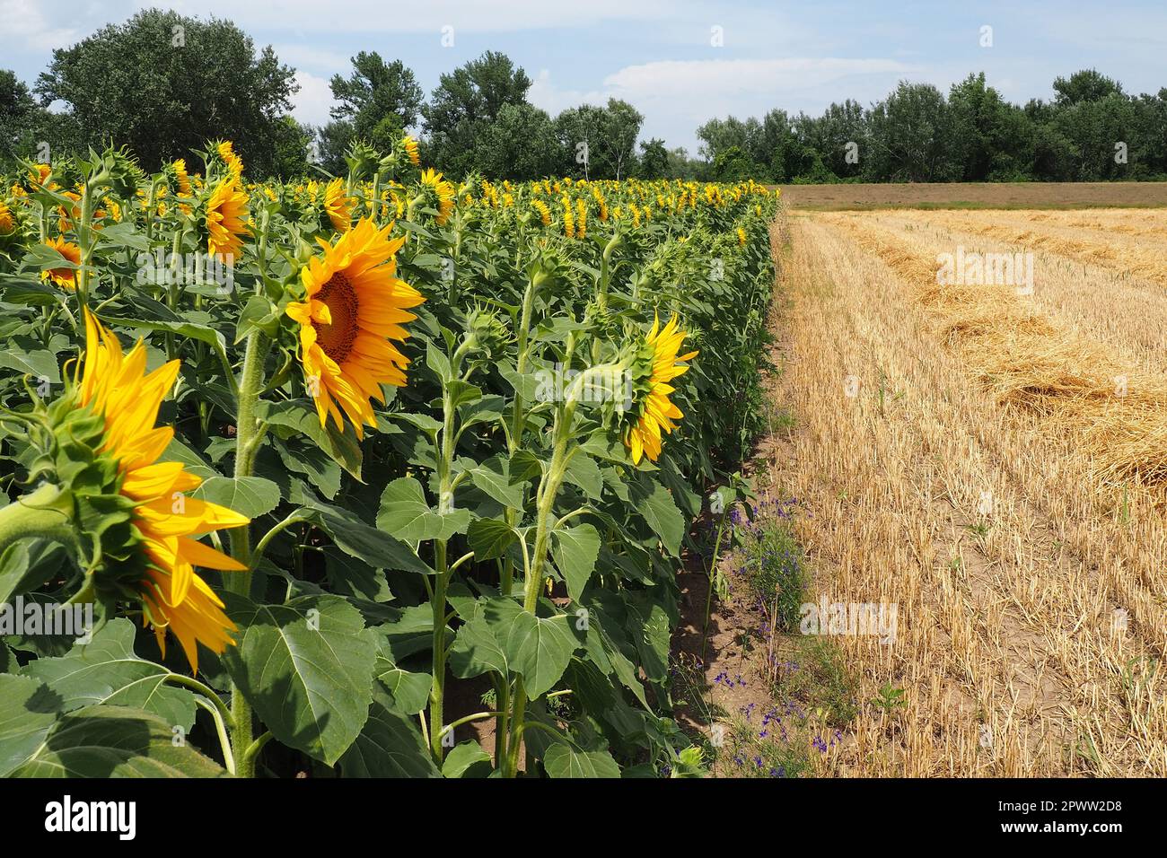The Helianthus sunflower is a genus of plants in the Asteraceae family ...