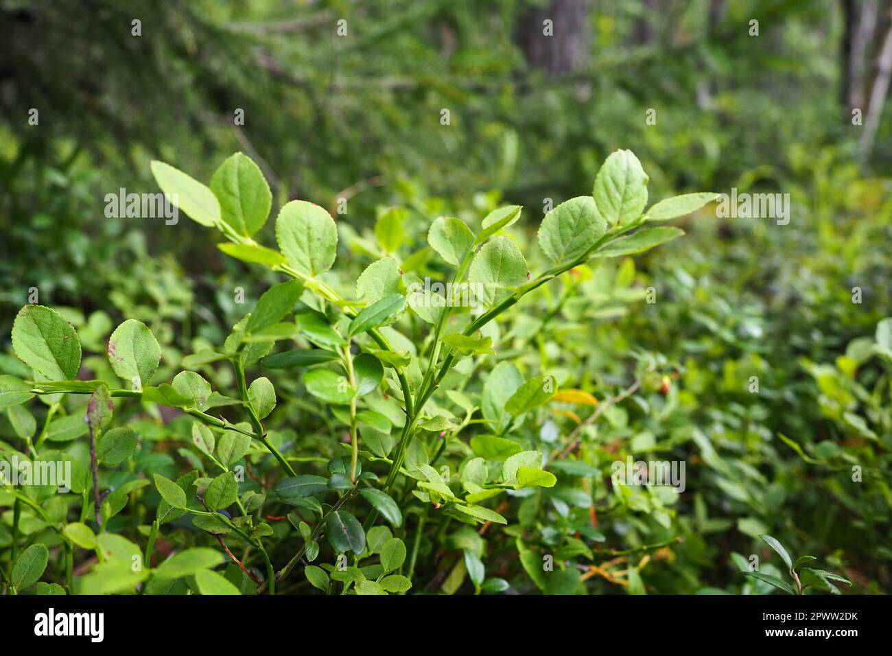 Blueberry, or Blueberry myrtle Vaccinium myrtillus, a low-growing shrub ...