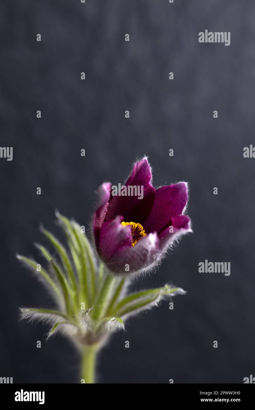 Portrait of pulsatilla vulgaris 'Rubra' flower on black background ...