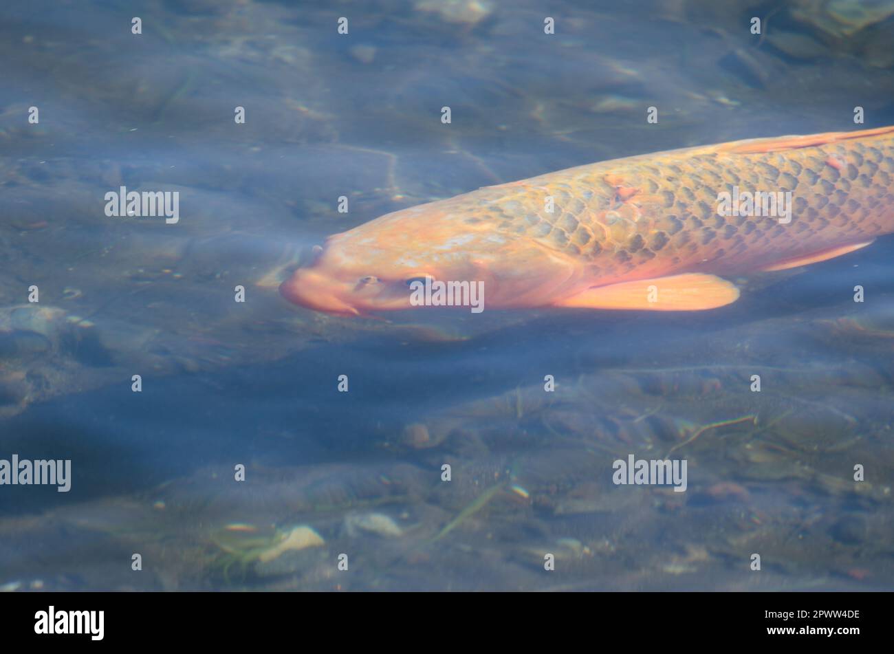 Eurasian carp Cyprinus carpio. Lake Yamanako. Yamanakako. Yamanashi ...