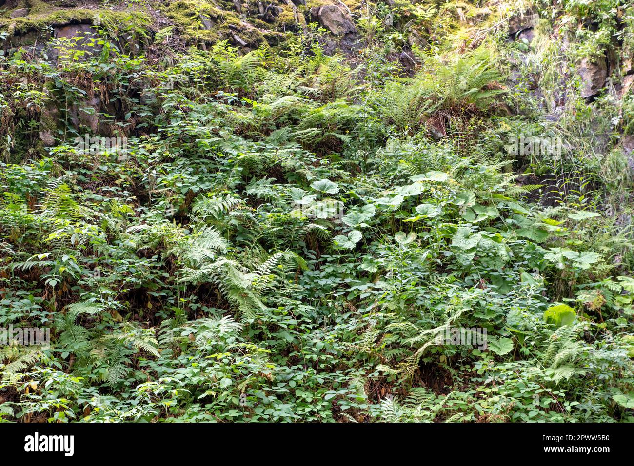 Densely growing flora hi-res stock photography and images - Alamy