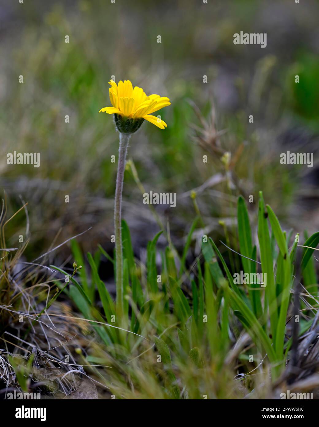 Daisey daisy flower flowers hi-res stock photography and images - Alamy