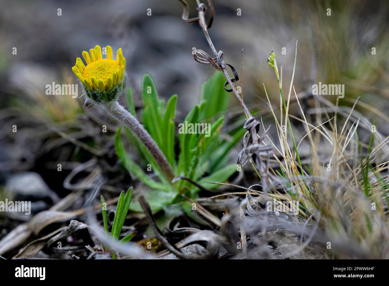 Daisey daisy flower flowers hi-res stock photography and images - Alamy