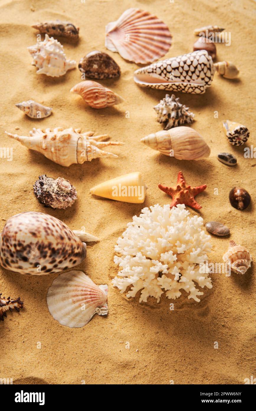 Collection of different seashells and starfish on sandy beach ...