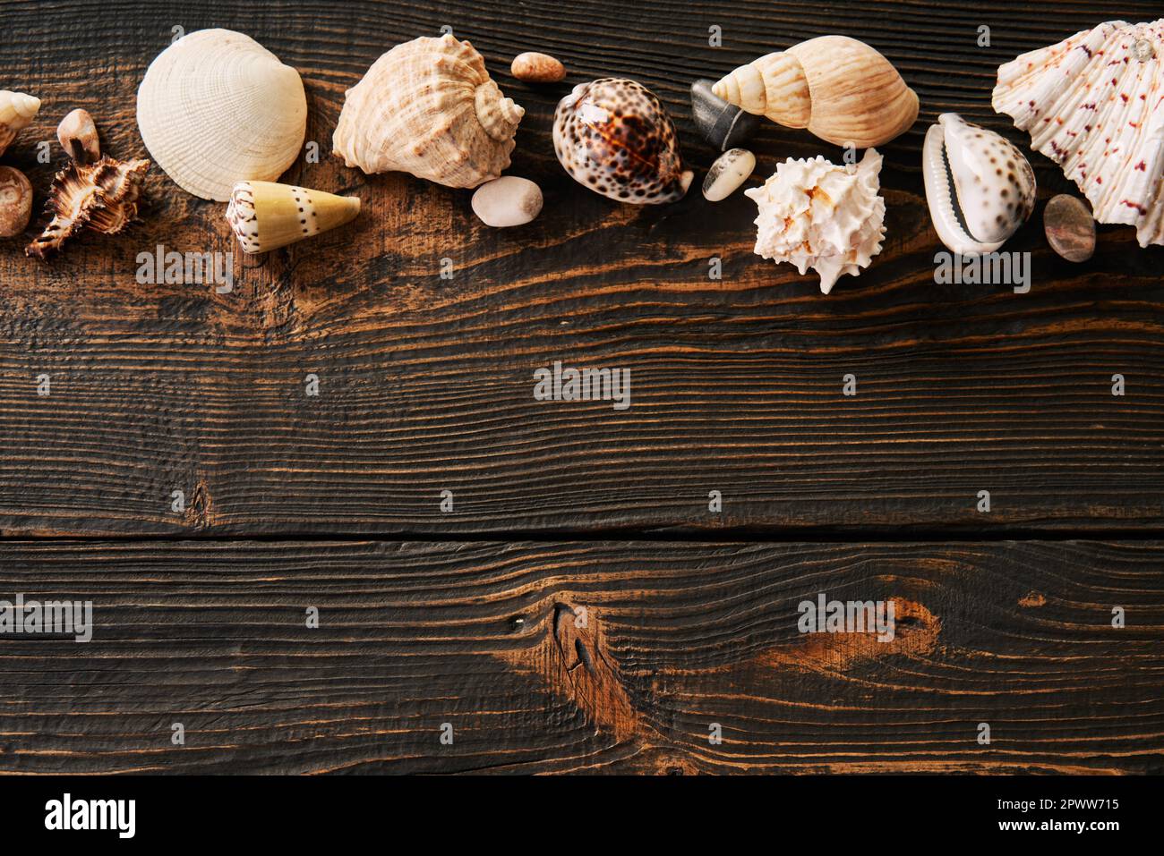 Beautiful Shells Wallpaper