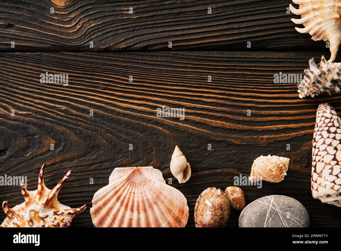 Seashells on the dark wooden background with copy space. Flat lay, top view. Summer holidays ...