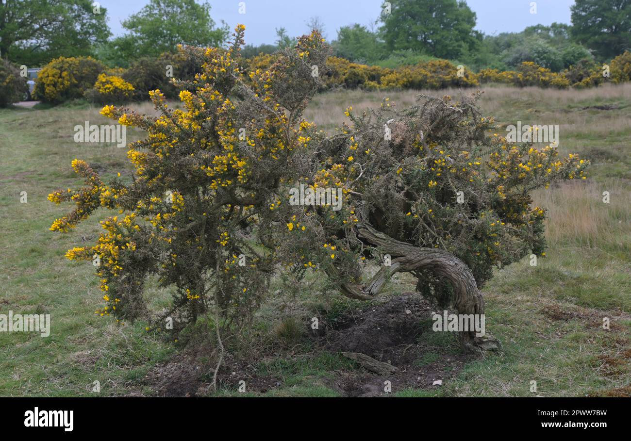 Gorse and ling hi-res stock photography and images - Alamy