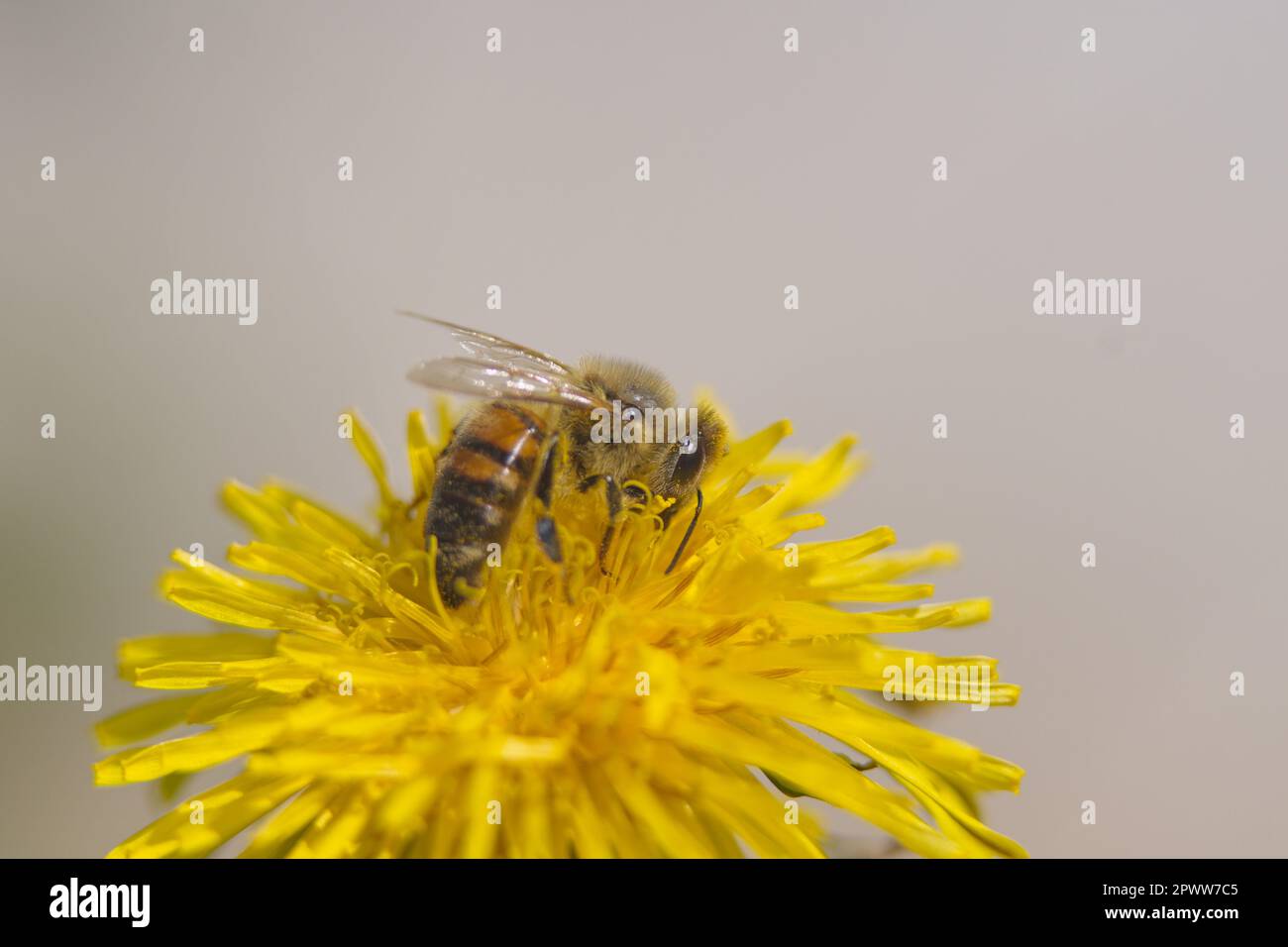 Macro photography of a honey bee on a flower Stock Photo - Alamy