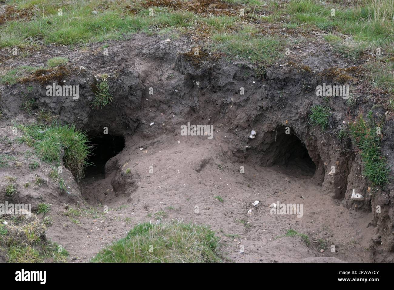 Rabbit holes uk hi-res stock photography and images - Alamy