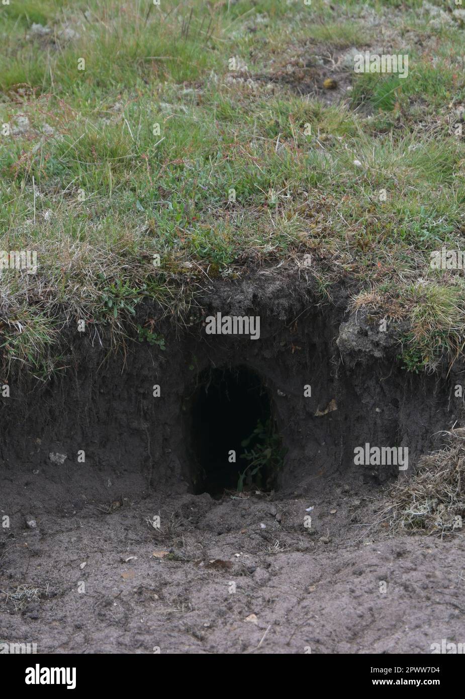 Rabbit holes uk hi-res stock photography and images - Alamy