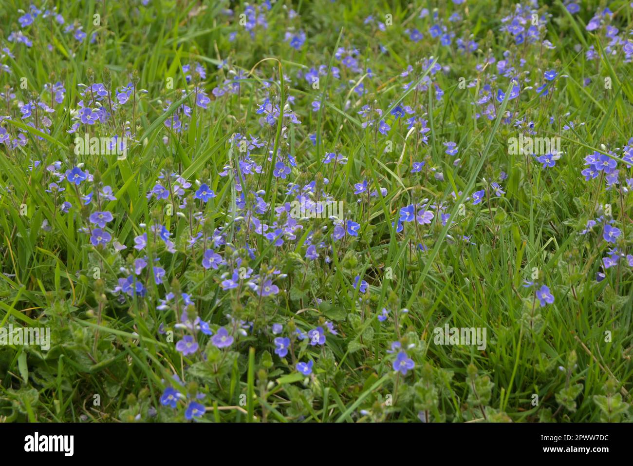 Gb wildflower hi-res stock photography and images - Alamy