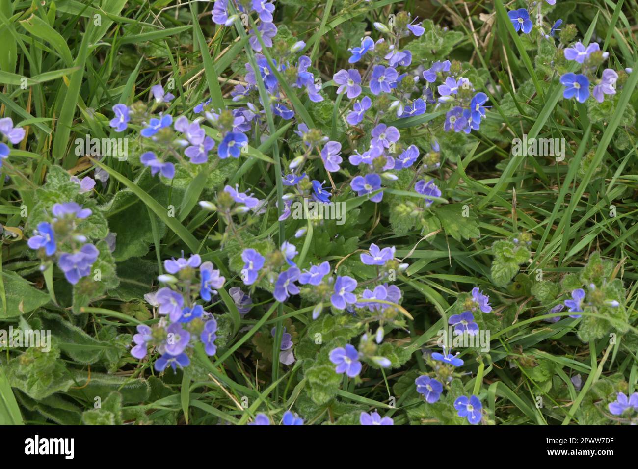 wildflower germanda speedwell, british Stock Photo - Alamy