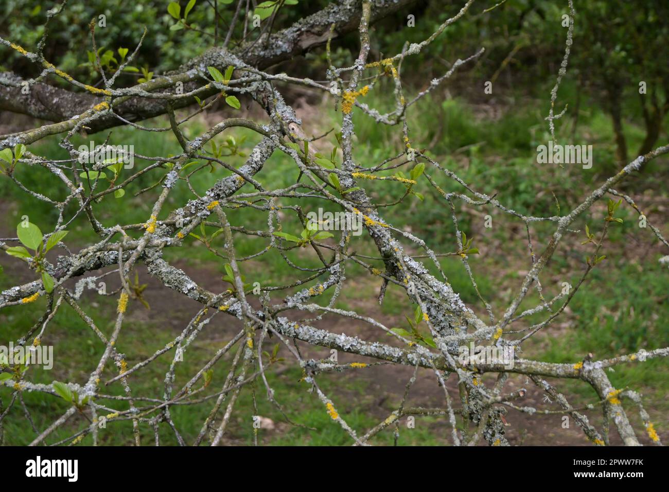 tree branches with lichen Stock Photo - Alamy