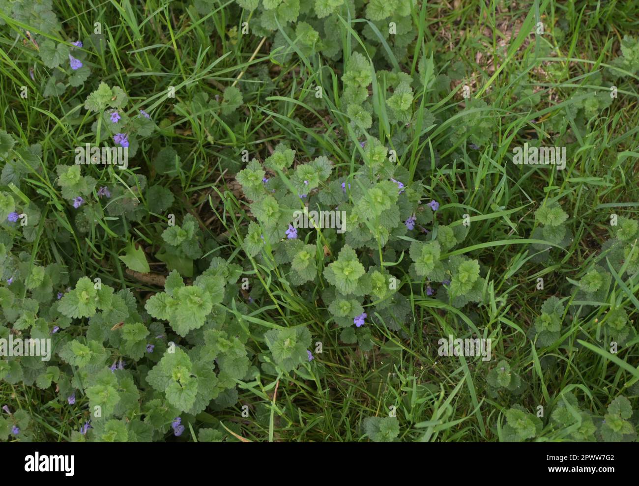 Green field speedwell hi-res stock photography and images - Alamy