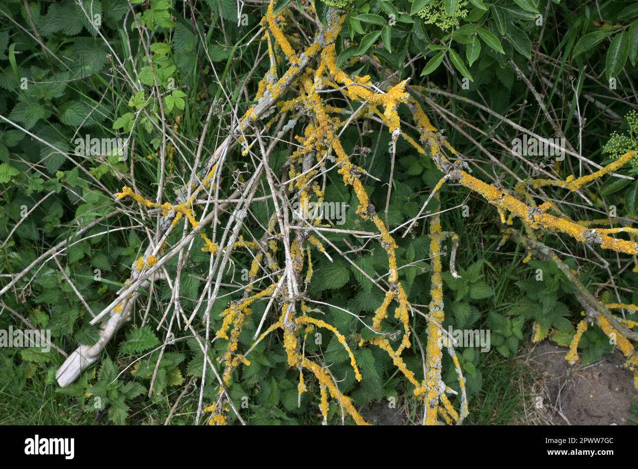 lichen covered tree branches Stock Photo - Alamy