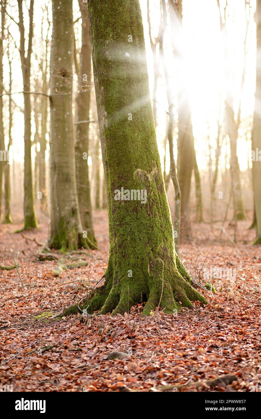 Tree trunk covered with moss in a colorful forest outdoors in nature ...