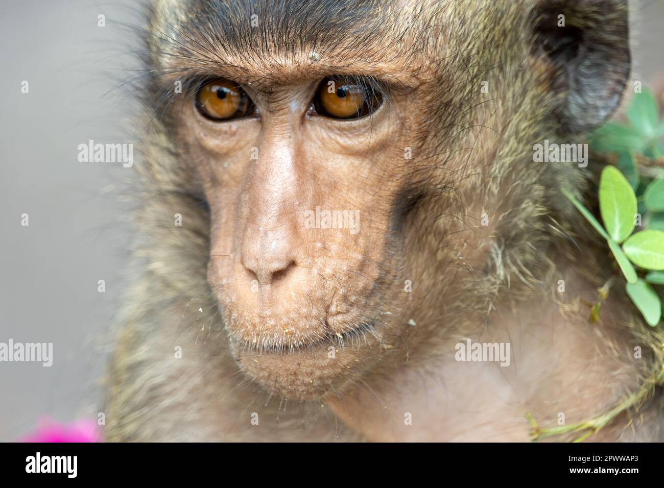 Monkey macaque face head look portrait hi-res stock photography and ...