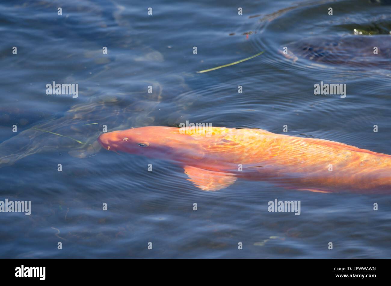 Eurasian carp Cyprinus carpio. Lake Yamanako. Yamanakako. Yamanashi ...