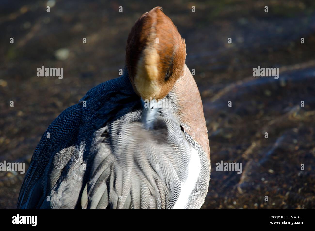 Male Eurasian wigeon Mareca penelope preening. Picture blur to suggest ...