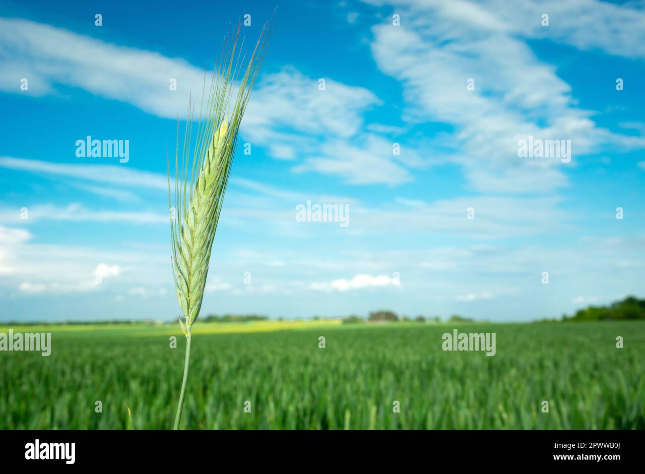Large green ear of triticale against a field and sky, spring day Stock ...