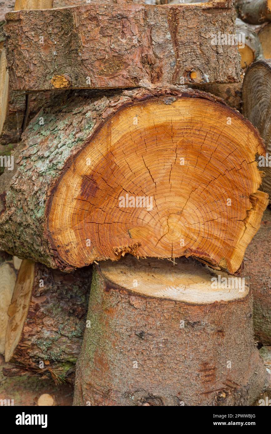 Preparation of firewood for the winter. Stacks of firewood in the ...