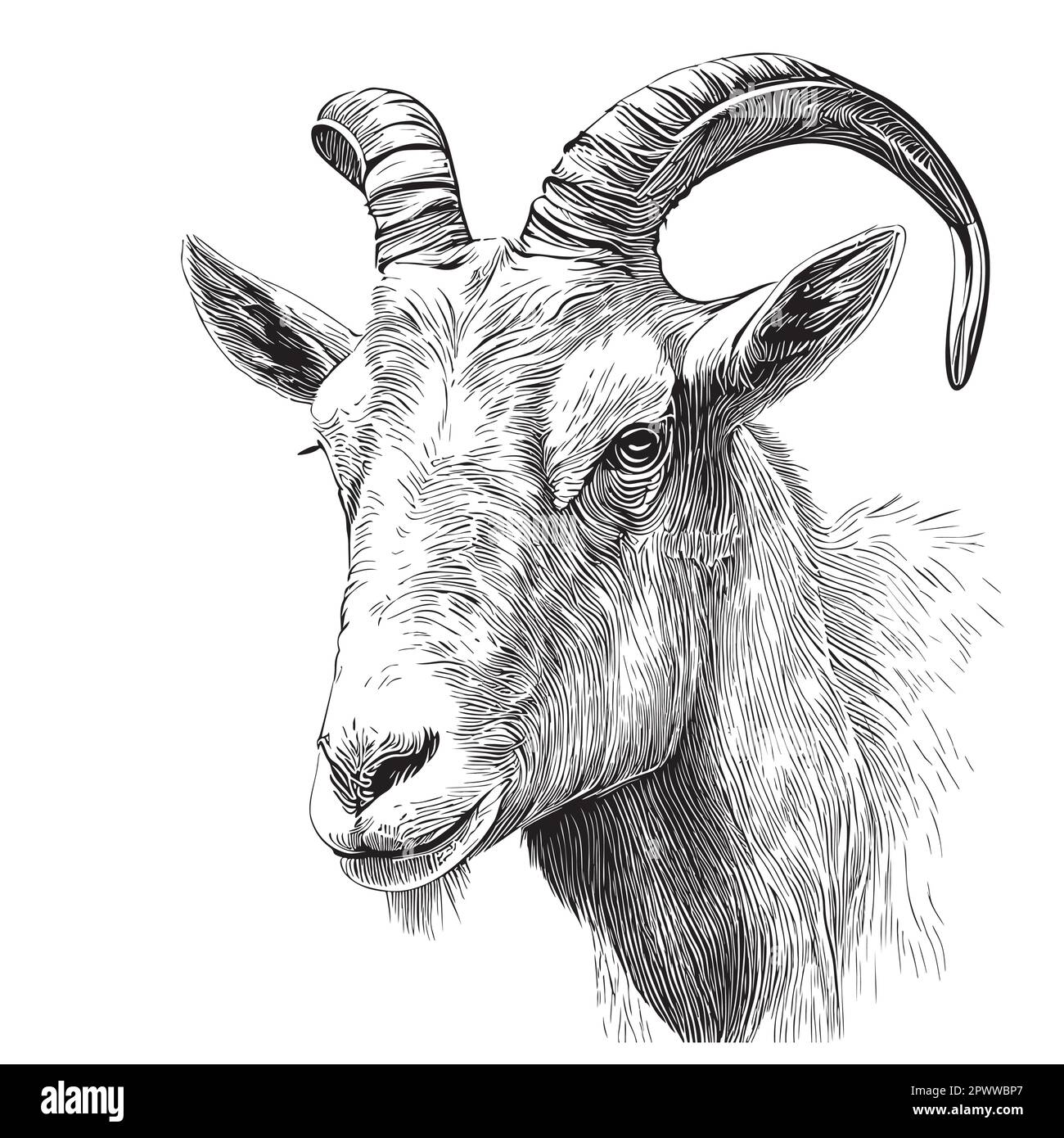 Goat How To Draw A Goat Easy Sketch Drawing Video Demo