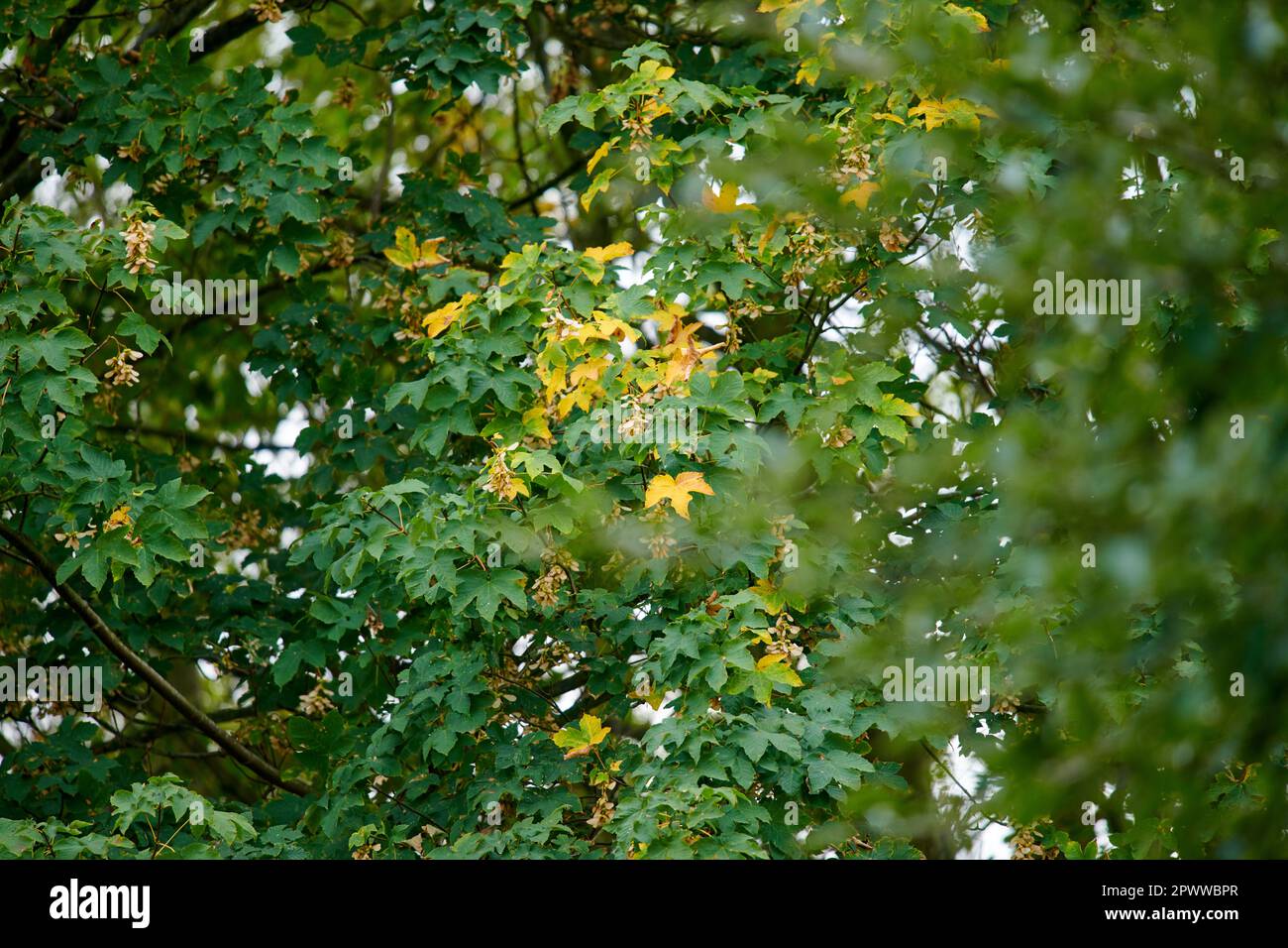 Prickly castor oil tree hi-res stock photography and images - Alamy