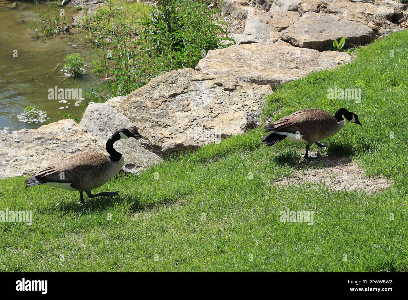 Pair of an adult Canada geese (Branta canadensis). Mostly in and near ...
