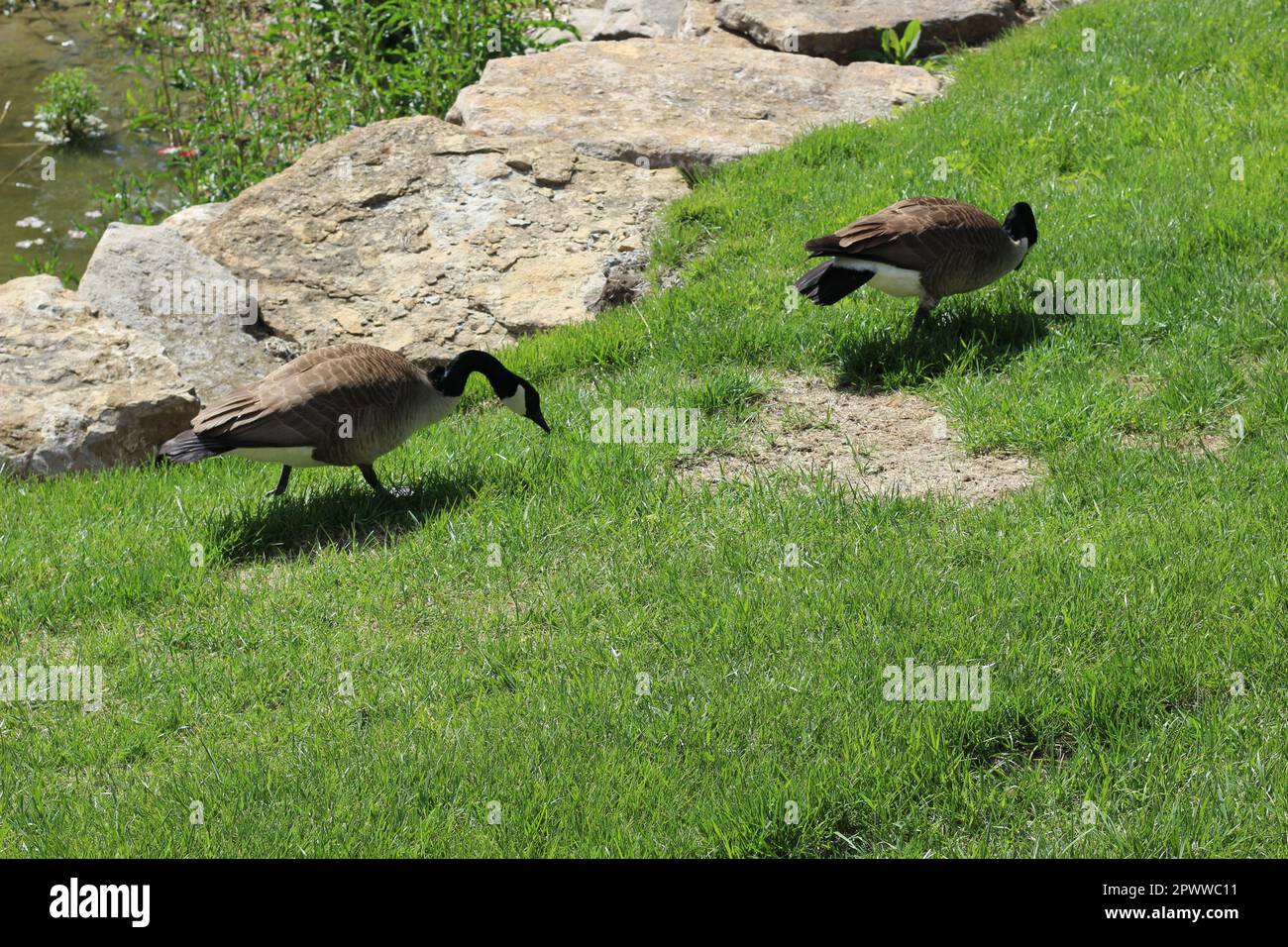 Pair of an adult Canada geese (Branta canadensis). Mostly in and near ...