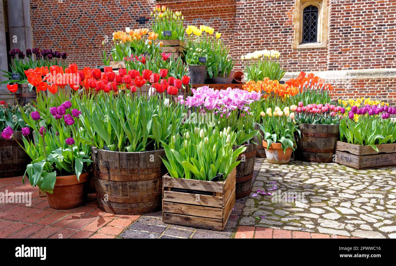 Spectacular display of garden decoration spring flowering tulips ...