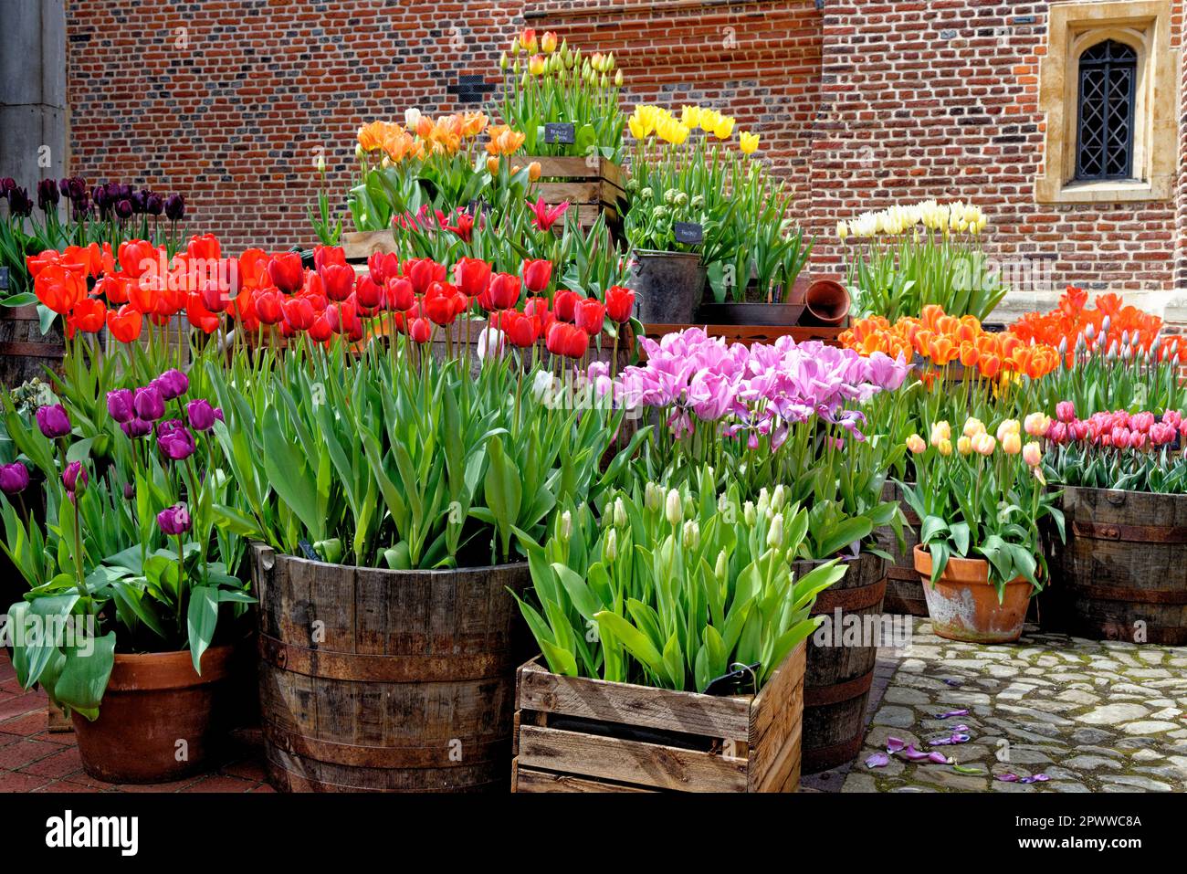 Spectacular display of garden decoration spring flowering tulips ...