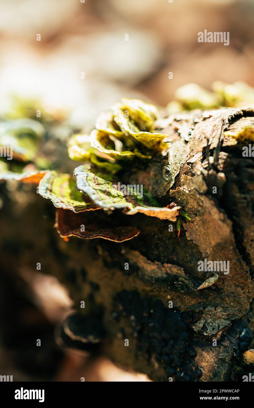 Green Turkey Tail Mushrooms in the wild. It's also called Trametes ...