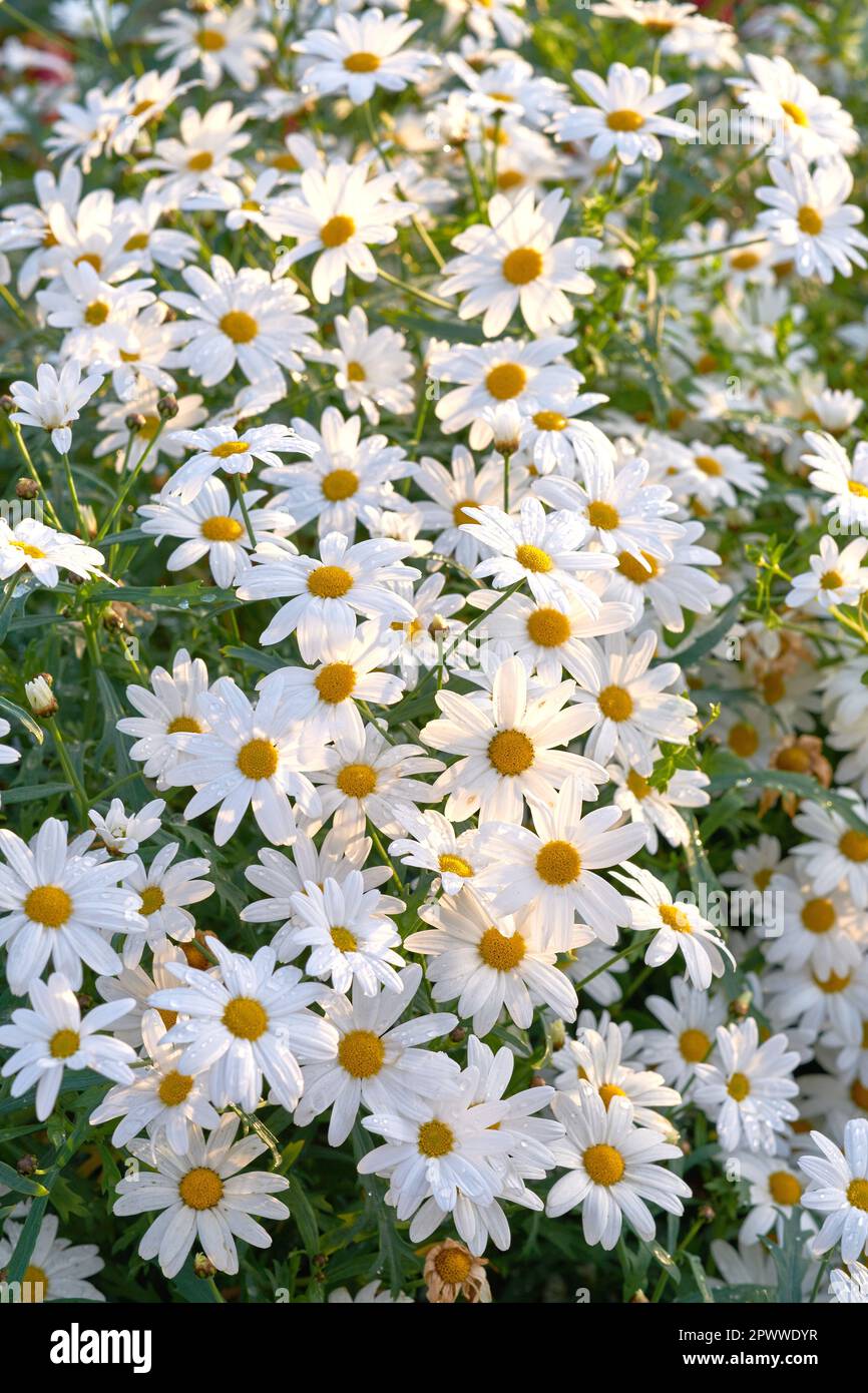 Field of white daisy flowers growing in spring in medicinal ...