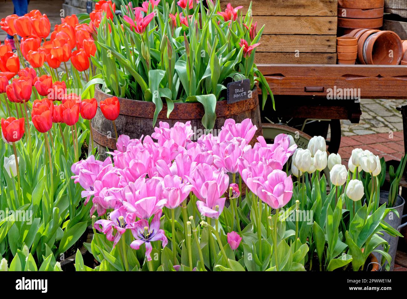 Spectacular display of spring flowering tulips - Colourful tulips in ...