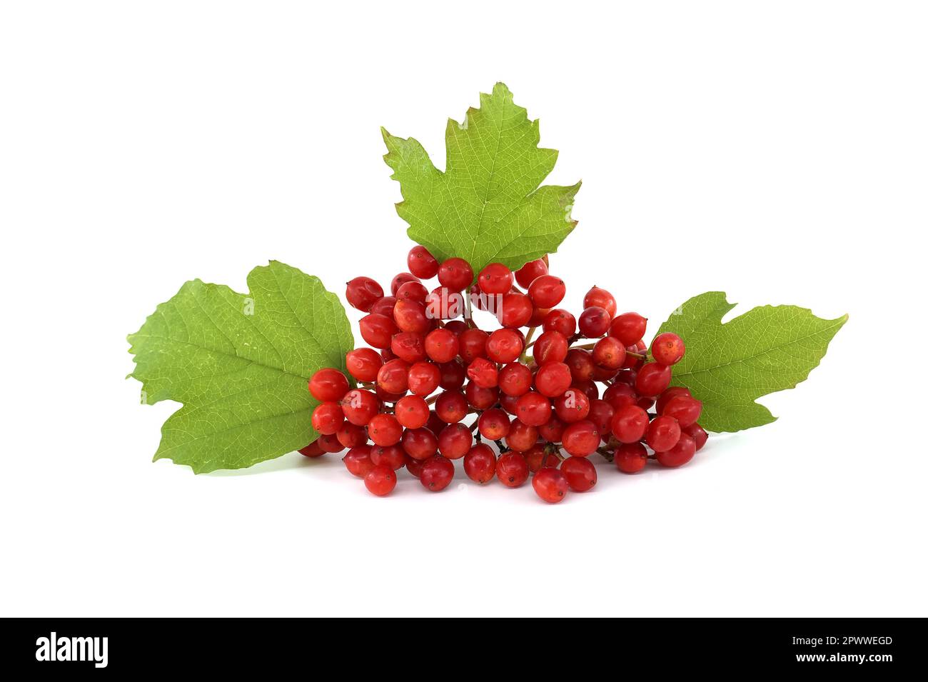 Viburnum opulus or Guelder Rose berries and leaves isolated on white ...