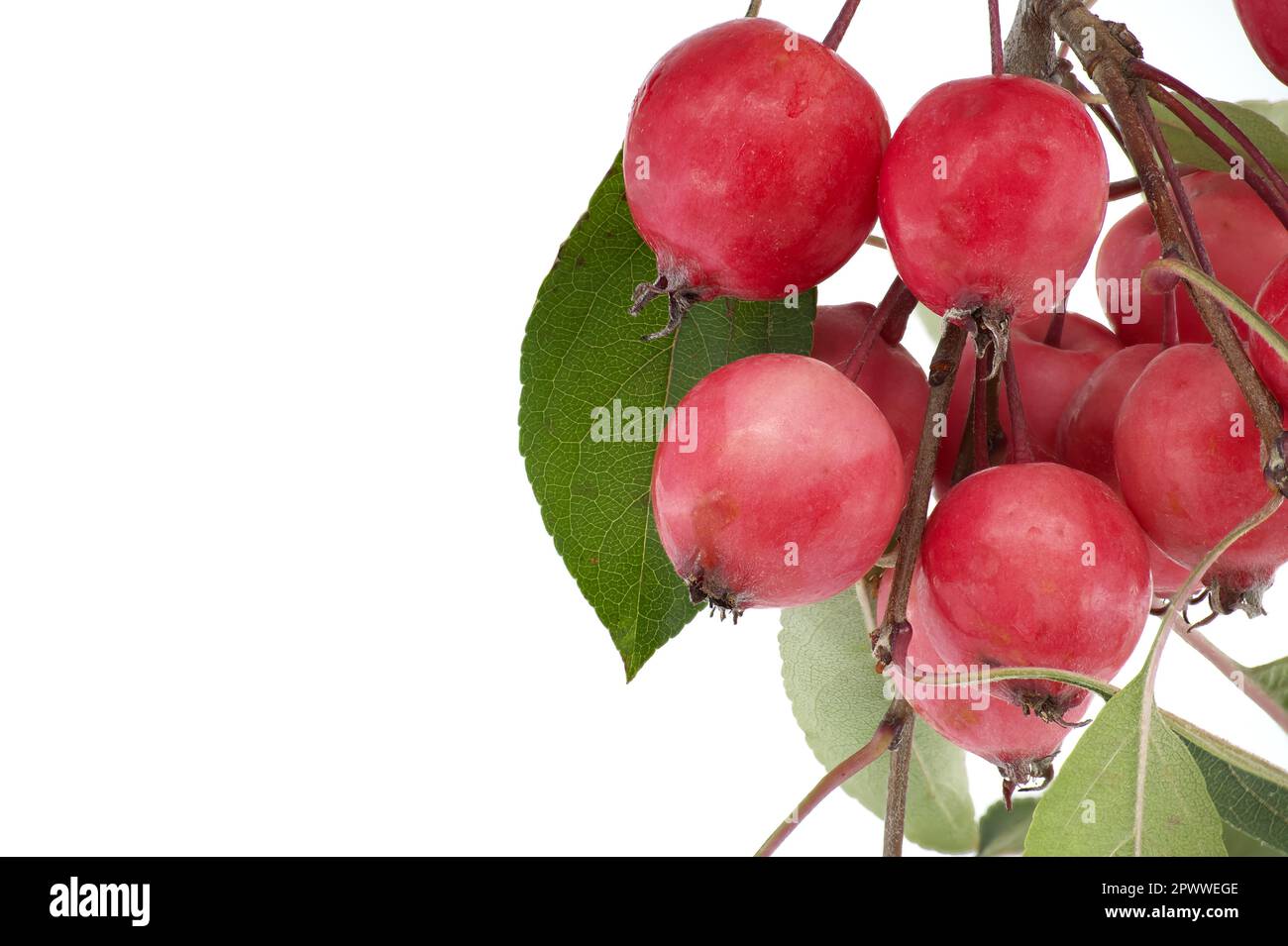 Branch of Crabapple or Siberian crab apple (Malus baccata) isolated on ...