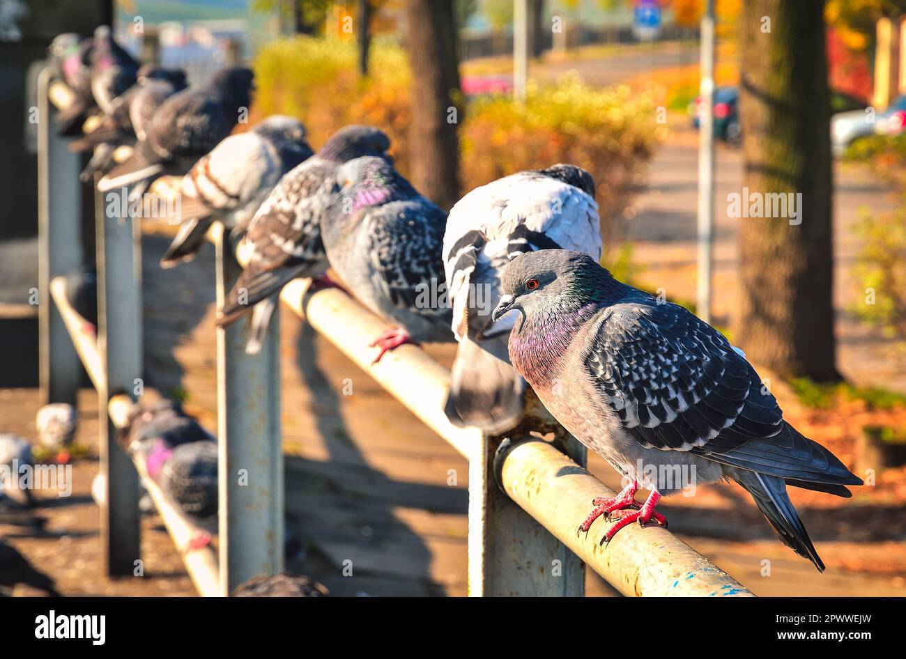 Pigeons on a railing in an urban setting. Birds in the city of Krakow ...