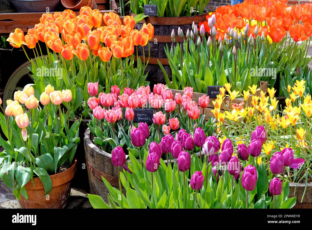 Spectacular display of spring flowering tulips - Colourful tulips in ...