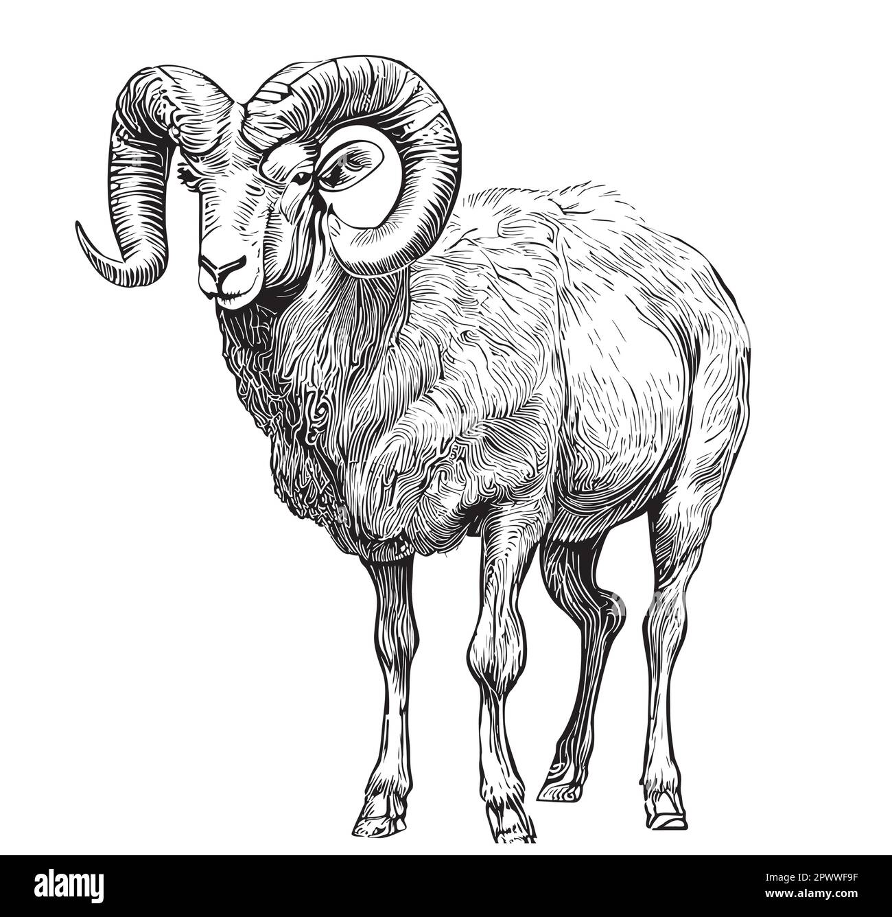 Mountain ram sheep hand drawn sketch Vector Stock Vector Image & Art ... Mountain ram sheep hand drawn sketch Vector Stock Vector Image & Art ...