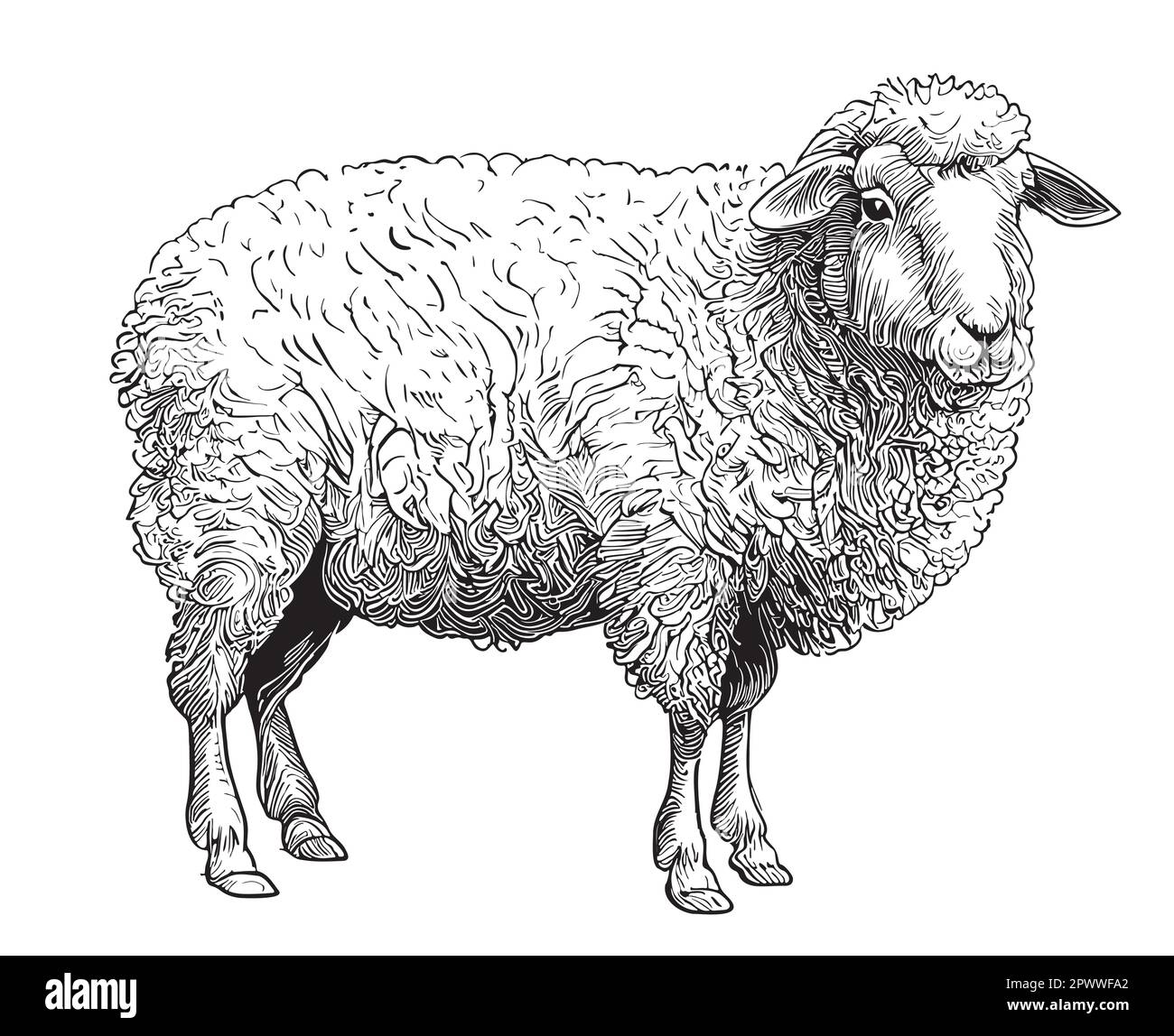 Farm ram sheep hand drawn sketch illustration Stock Vector Image & Art ... Farm ram sheep hand drawn sketch illustration Stock Vector Image & Art ...