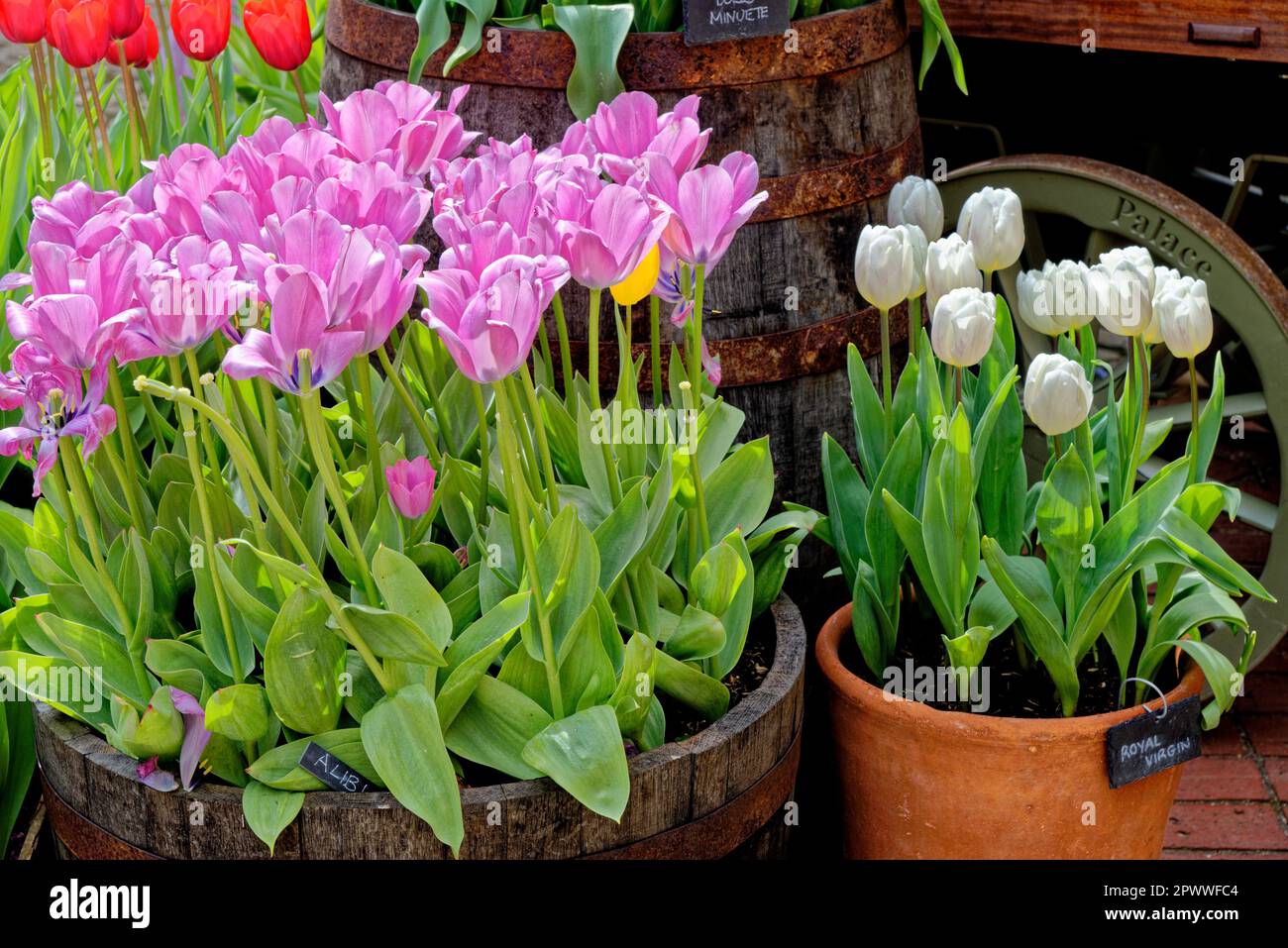 Spectacular display of spring flowering tulips - Colourful tulips in ...