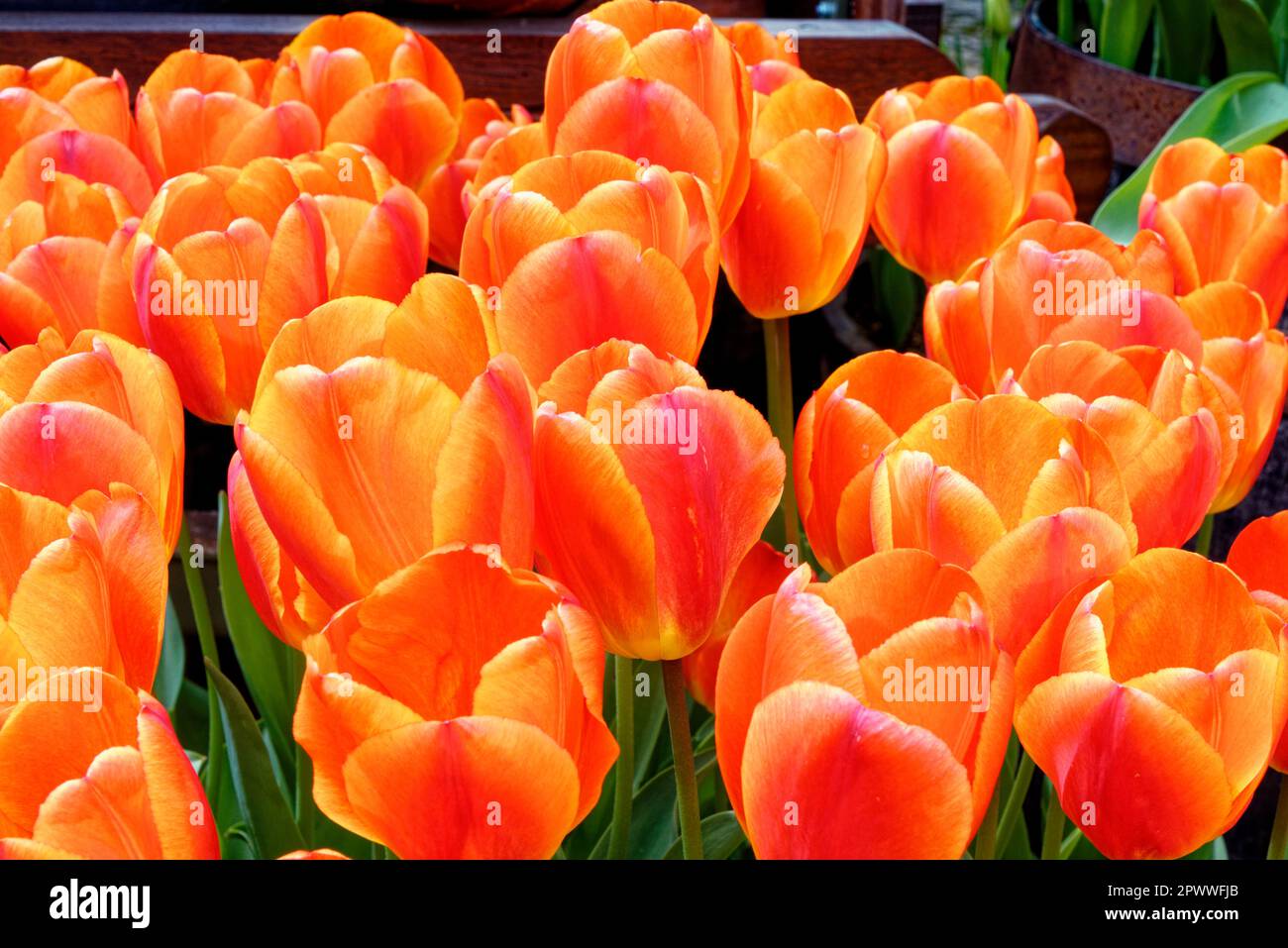 Spectacular display of spring flowering tulips - Colourful tulips in ...