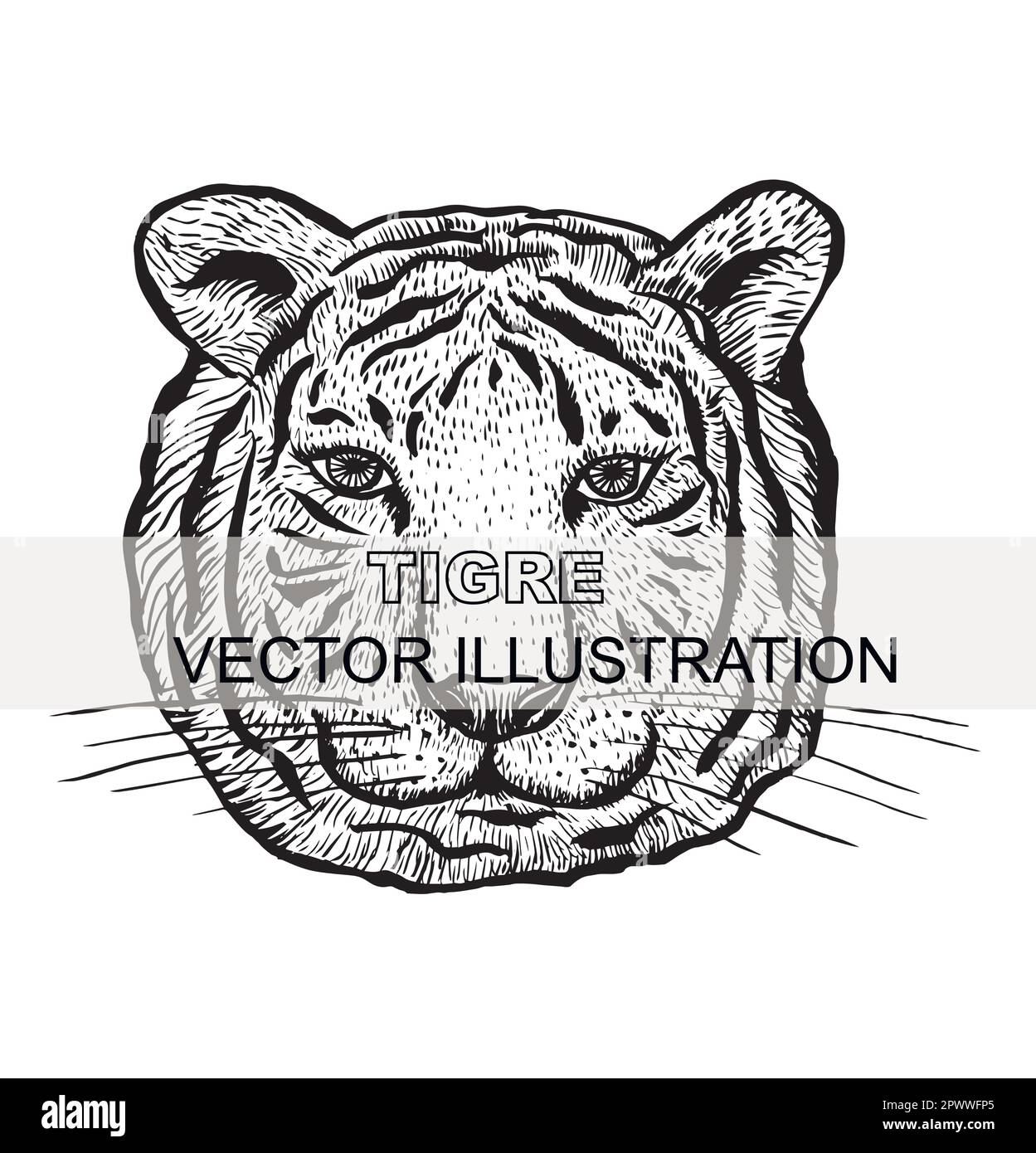 Illustration with a tiger. Vector illustration. Linear art with tiger Stock Vector Image & Art ...