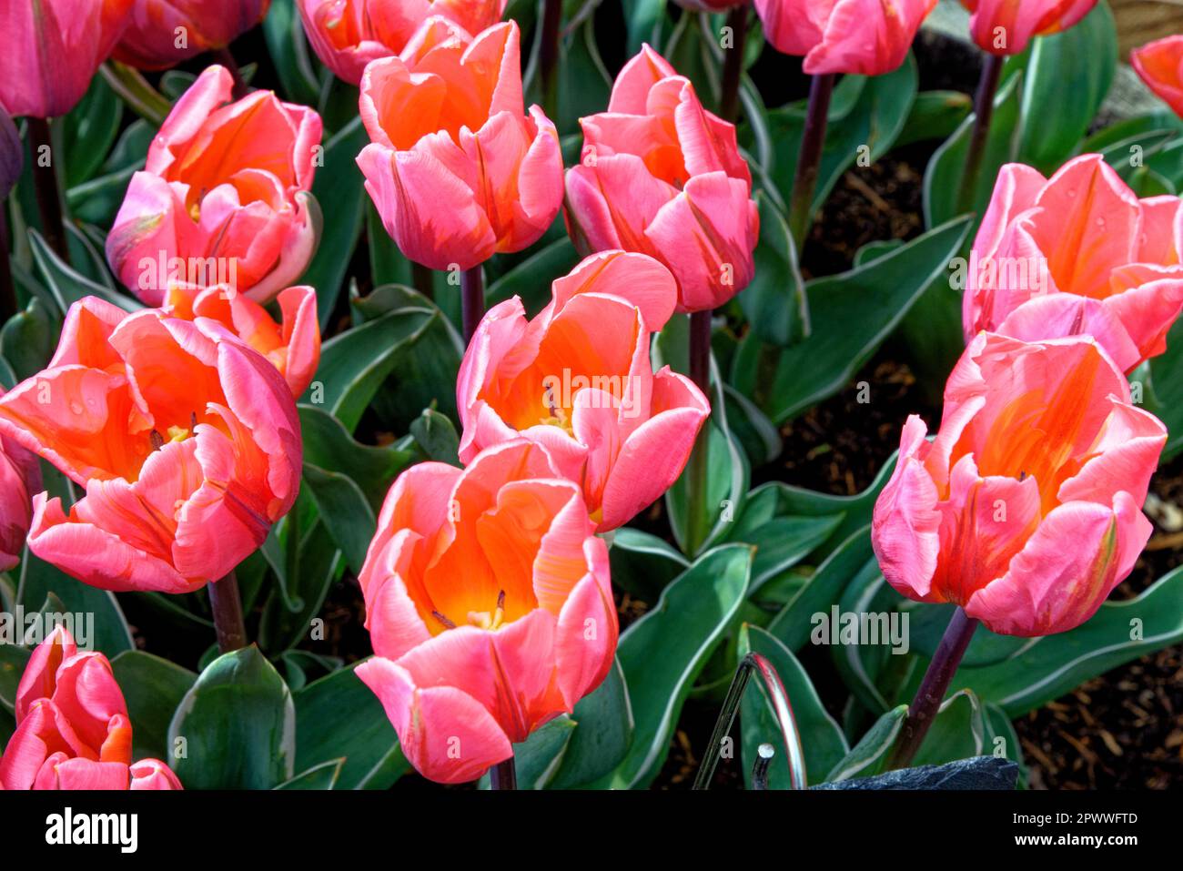 Spectacular display of spring flowering tulips - Colourful tulips in ...