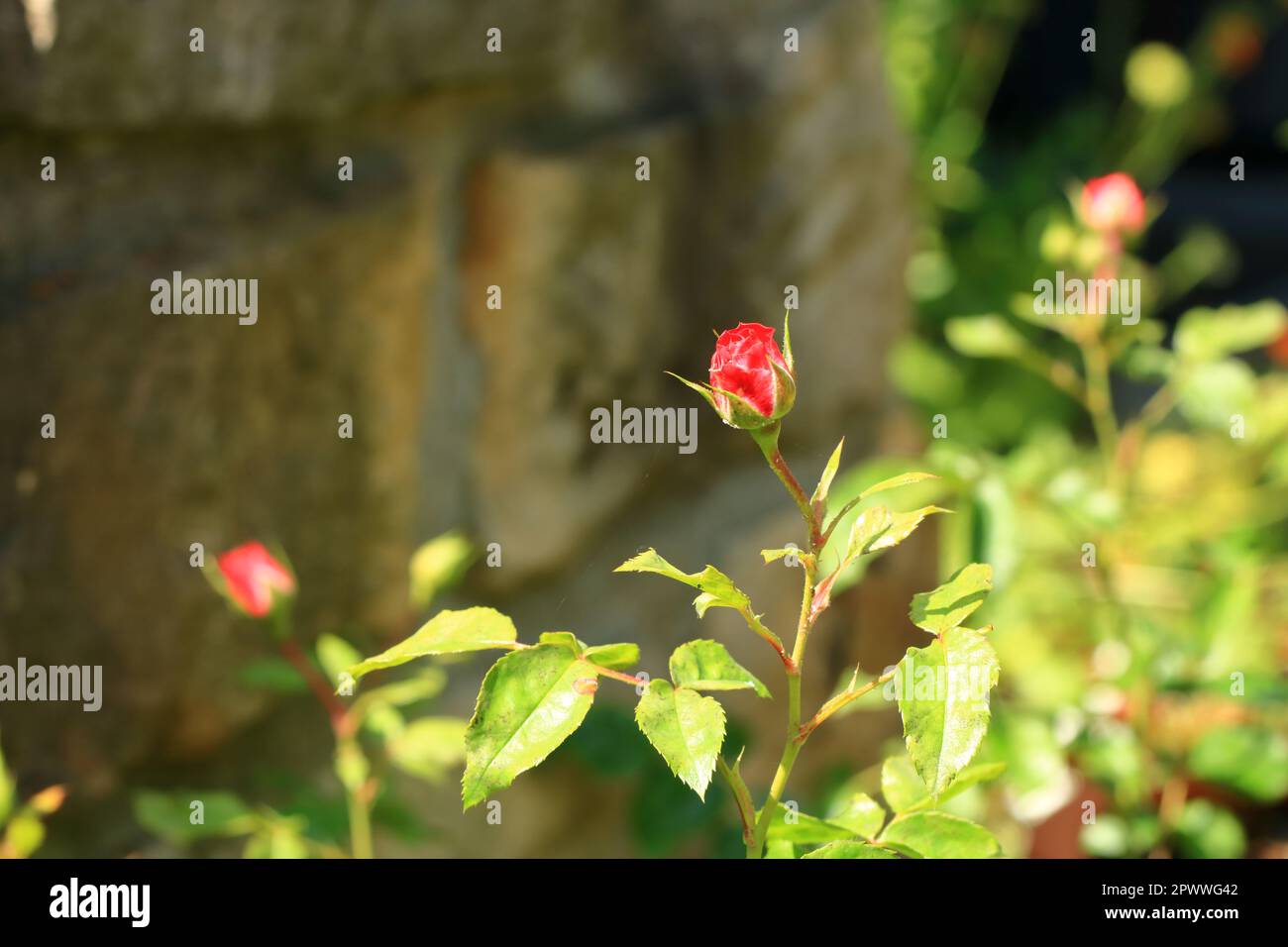 White and red color Rose flowers in the garden Stock Photo - Alamy
